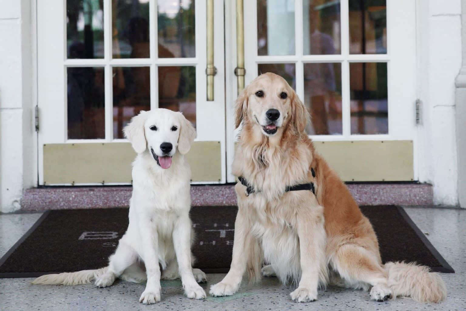 A close look at “The Petsy” at The Betsy