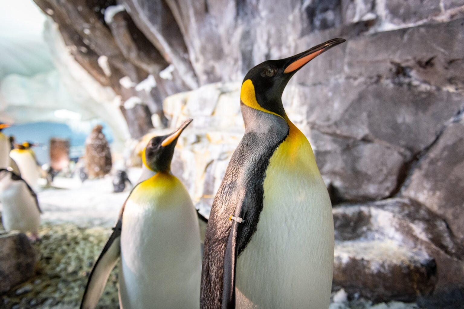 Penguin Trek at SeaWorld Orlando