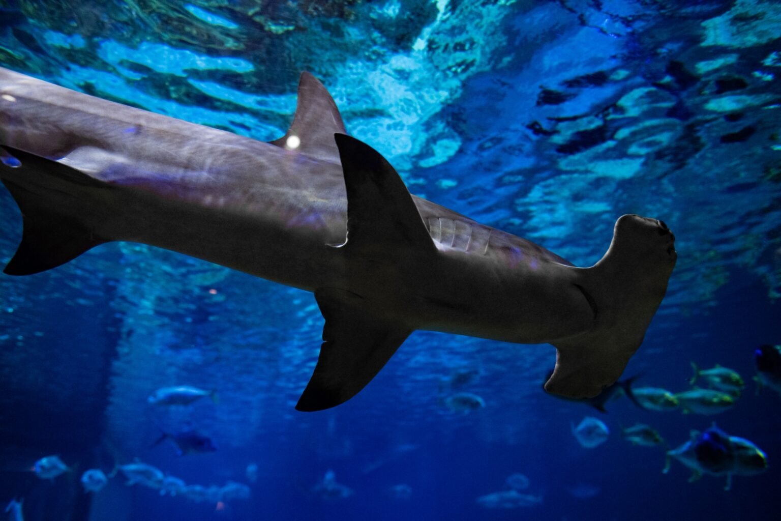SeaWorld's Ultimate Shark Experience